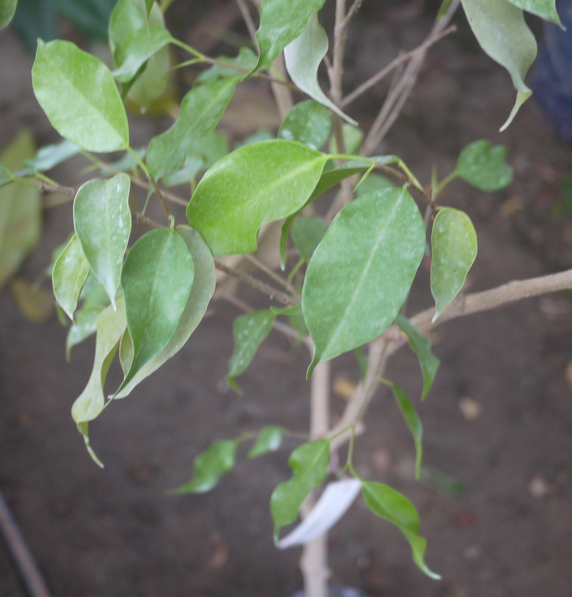 Коллекции растений ЦСБС СО РАН - Ficus benjamina L. – Фикус Бенджамина